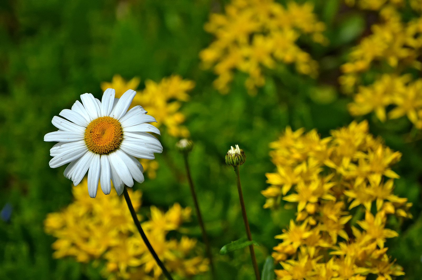Sumarið er komið á Bókasafni Kópavogs - KGP.is | Kópavogs- og ...